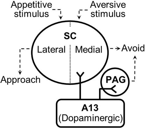 Warning Dopaminergic Modulation Of The Superior Colliculus Pmc