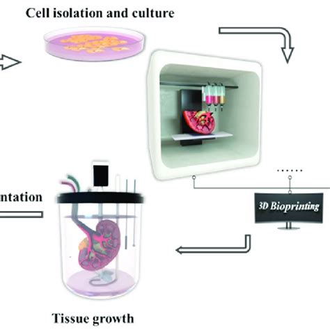 Tissue Engineering And Three Dimensional 3d Bioprinting Technologies Download Scientific