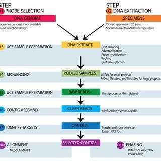 Generalized Workflow Of The UCEs Pipeline Download Scientific Diagram