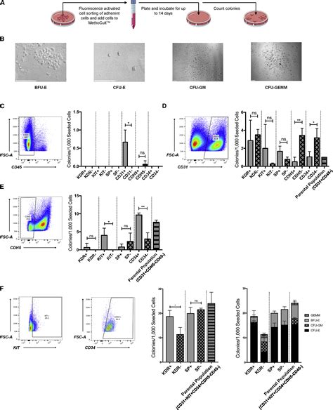 Retinoic Acid Promotes Endothelial Cell Cycle Early G1 State To Enable Human Hemogenic