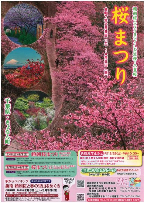 2025年鋸南町の桜まつり 佐久間ダム湖親水公園 千葉県鋸南町