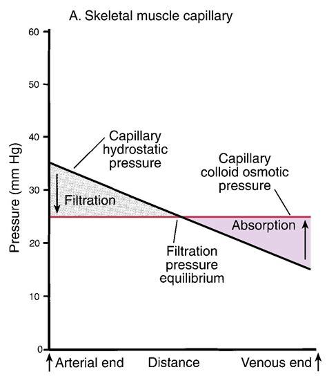 Capillary And A Glomerular Capillary A In The Typical
