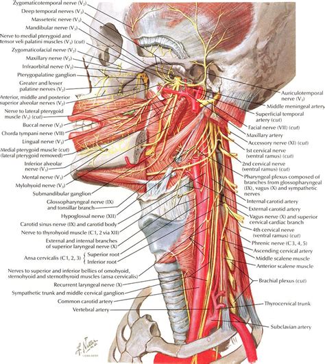 Nerves Of Oral And Pharyngeal Regions Netters Atlas Body Anatomy