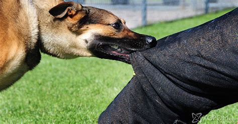 Галзуурсан нохойн дайралтаас таныг аврах 7 арга Тогтоогоод аваарай