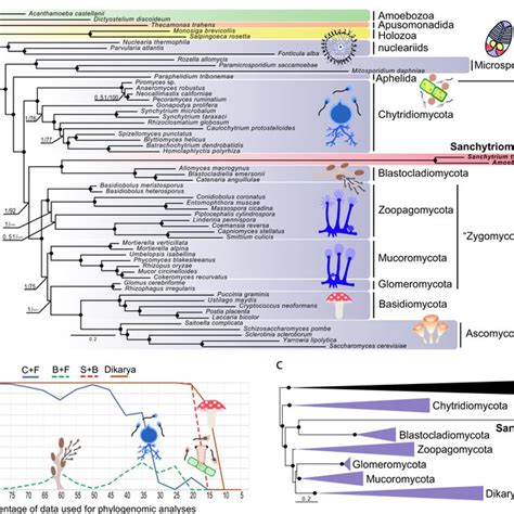 Phylogenomic Analysis Of Holomycota A Bayesian Inference Bi Download Scientific Diagram
