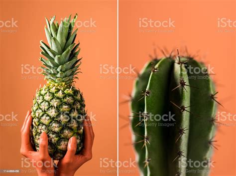 녹색 선인장의 선택적 초점 분할 산호 배경에 파인애플 열매와 컬러 컬러 여성의 손의 부분 보기 색상 2019 개념 과일에 대한 스톡 사진 및 기타 이미지 Istock