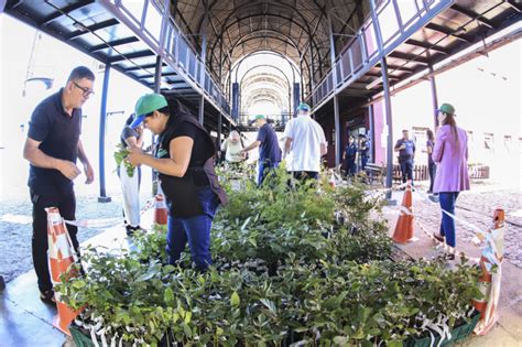 Prefeitura Distribui 10 Mil Mudas Gratuitas De árvores Para Comemorar