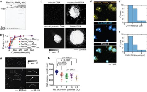 Dna Binding And Nucleoprotein Condensate Formation By The Rm Tdb