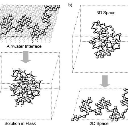 Representation How A Linear Polymer Can Be Confined Into Two Download Scientific Diagram