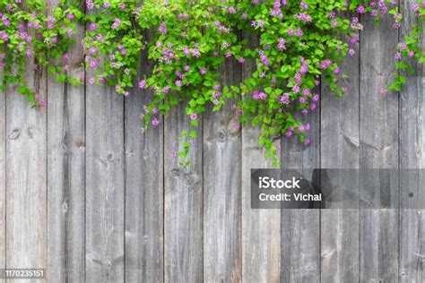 아름다운 녹색 잎 식물과 빈 복사 공간 과 분홍색 보라색 꽃 테두리와 갈색 회색 나무 울타리 등반 식물오래된 나무 판자의 질감