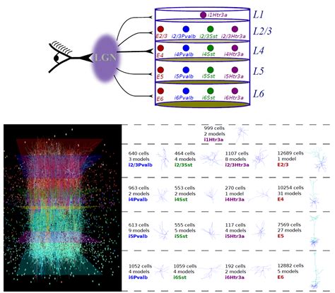 Models Of The Mouse Primary Visual Cortex Brain