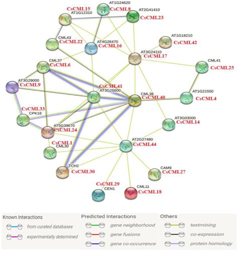 Genome Wide Identification And Expression Analysis Of Calmodulin Like