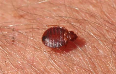 What Do Bed Bugs Looks Like Clearview Bed Bug Monitor