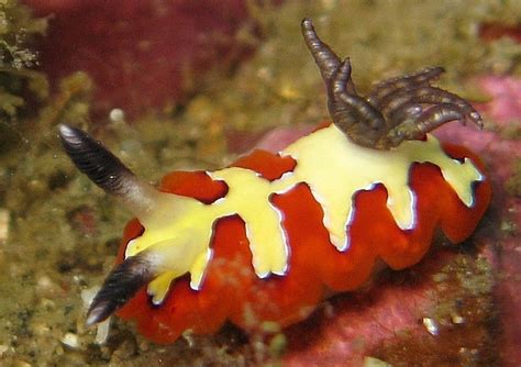 Marine Slugs