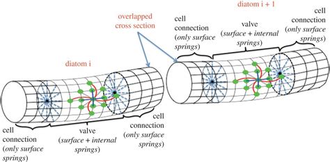 Diatom Cell Diagram
