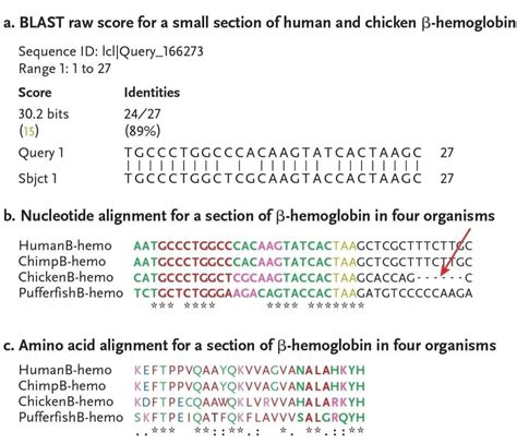 Hanaa Fayed On Linkedin β Hemoglobin Alignments Between Sequences From Human And Several Model…