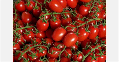 Eu Fresh Tomato Production In 2025 Expected At 56 Million Tons