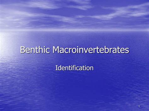 Ppt Benthic Macroinvertebrates Powerpoint Presentation Free Download