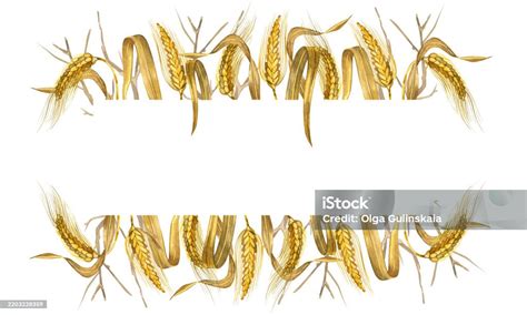 잘 익은 밀 귀 잎 및 곡물의 직사각형 프레임 모든 물체는 수채화로 손으로 칠해져 있습니다 디자인 식품 포장 베이커리 제품 엽서에 인쇄에 적합 건강한 식생활에 대한 스톡