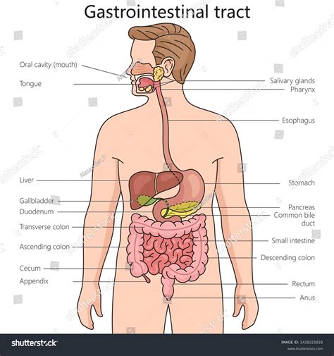 Upper Gastrointestinal Tract Diagram Upper Gastrointestinal Tract
