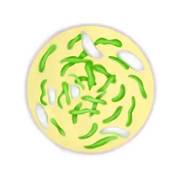 Cendol Ice Illustration Ice Cendol Illustration Dessert Png