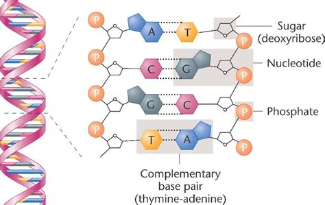 Synthesizing Organic Molecules « Kaiserscience
