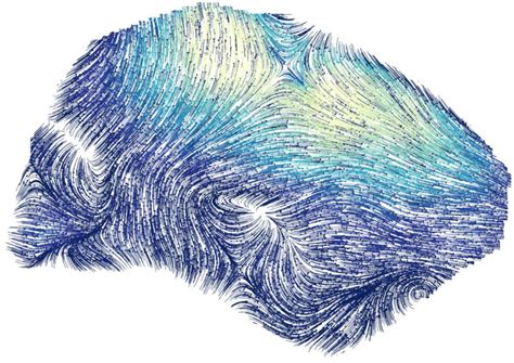 Github Brain Modelling Groupneural Flows Estimation Analysis And