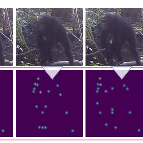 From Extracted Poses To Behavior Classification From A Set Of