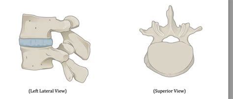Vertebrae General Structure Diagram Quizlet