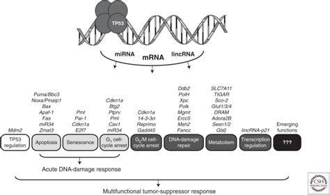 Tumor Suppressor Functions Of The Tp53 Pathway Abstract Europe Pmc
