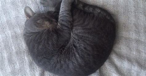 fibonacci cat album on imgur