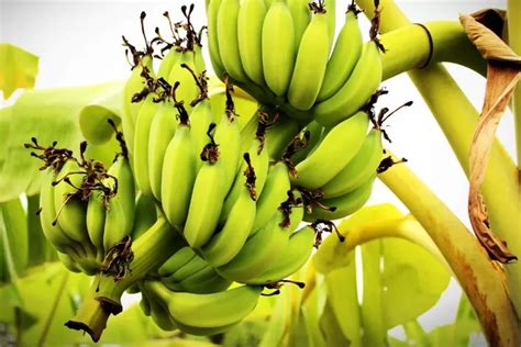 Pohon Pisang Berkembang Biak Dengan Cara Suara Karya