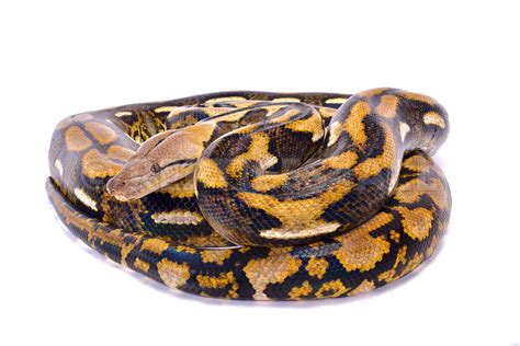 Reptiles4all Reticulated Python Malayopython Reticulatus