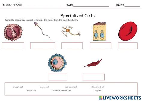 Specialized Cells Identification Worksheet Live Worksheets Worksheets Library