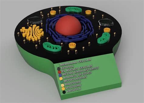 Eukaryotic Animal Cell 3d Model