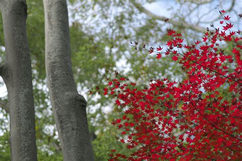 震生湖 紅葉 38 GANREF