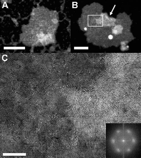 Figure From Solvent Based Assembly Of CdSe Nanorods In Solution Semantic Scholar