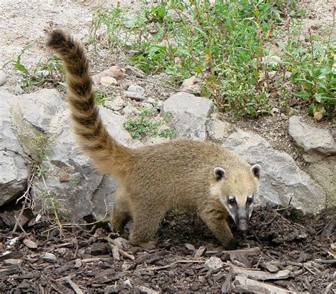 Coati Animal Pictures A Z Animals