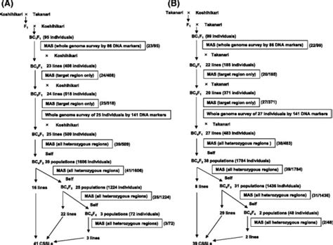 Schematic Of The Development Of The Reciprocal Chromosome Segment Download Scientific Diagram