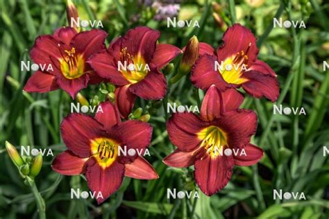 Hemerocallis Ruby Stella