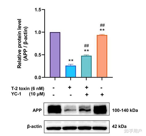 Wb条带分析时，灰度值经过均一化处理，对照组都是1，对照组做出来的图没有bar值，这时应该怎么做呢？ 知乎