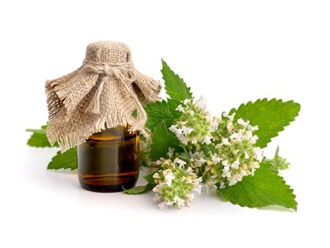 Catnip Herbal Uses What To Do With Catnip In The Garden