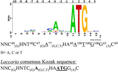 Laccaria Consensus Kozak Sequence 15 Nucleotides Analyzed From
