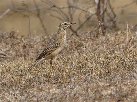 Paddyfield Pipit Bubo Birding