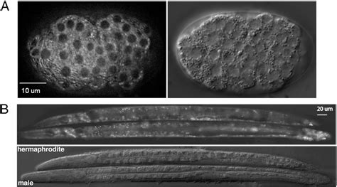 Figure 2 From Somatic Sex Determination In Caenorhabditis Elegans Is Modulated By Sup 26