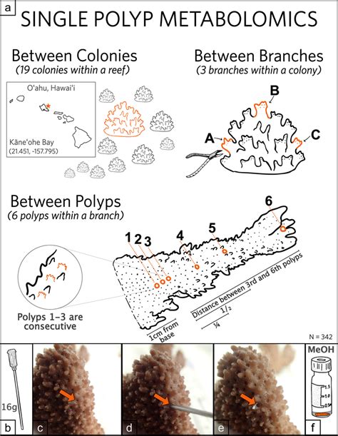 Single Polyp Sampling Scheme A Sampling Scheme Where 19 Montipora