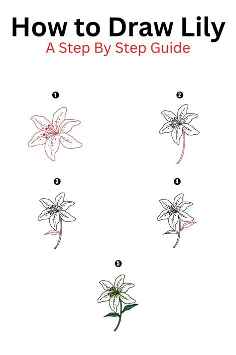 How To Draw Lily Lilies Drawing Flower Drawing Tutorials Flower Drawing