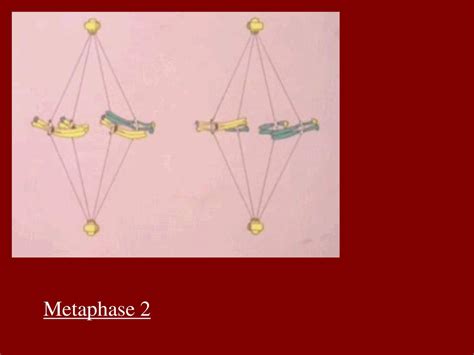 Meiosis And Sexual Reproduction Notes Ppt Download