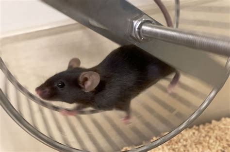 Gut Microbes Make Mice Exercise More Might They Do The Same In Humans