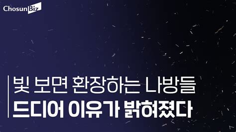 사이언스조선 나방이 가로등에 모이는 슬픈 이유가 밝혀지다 Youtube